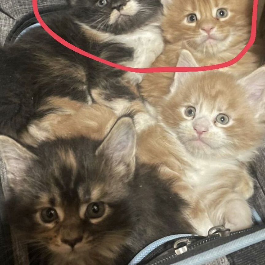 Котята мейн-кун