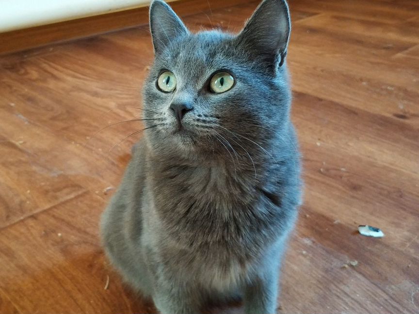 Котята в добрые руки даром
