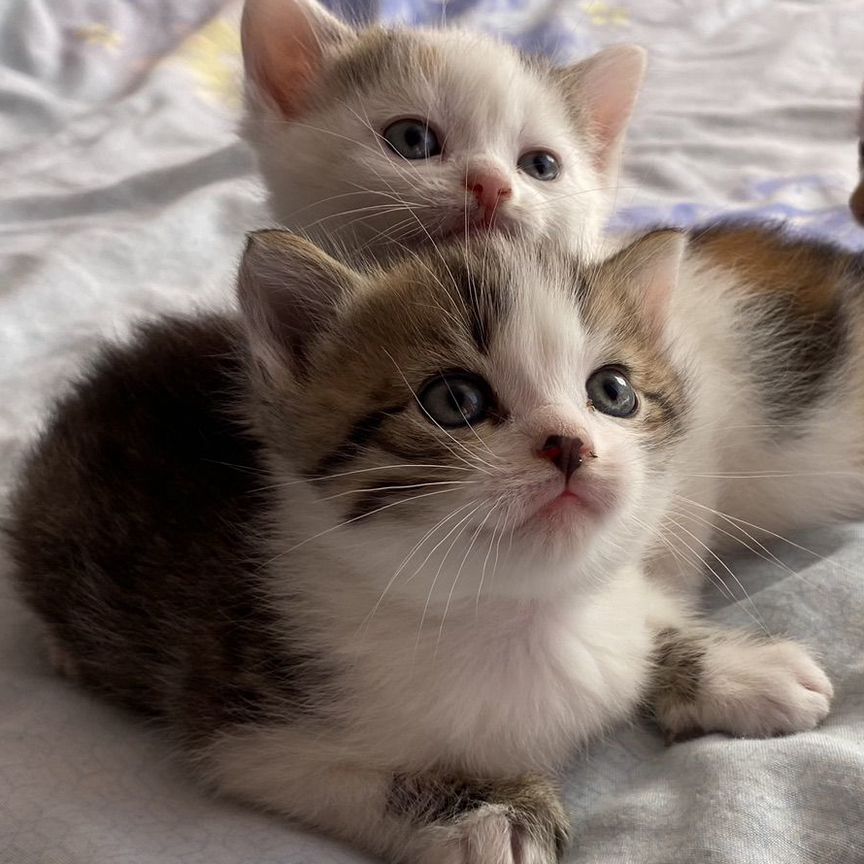 Котята