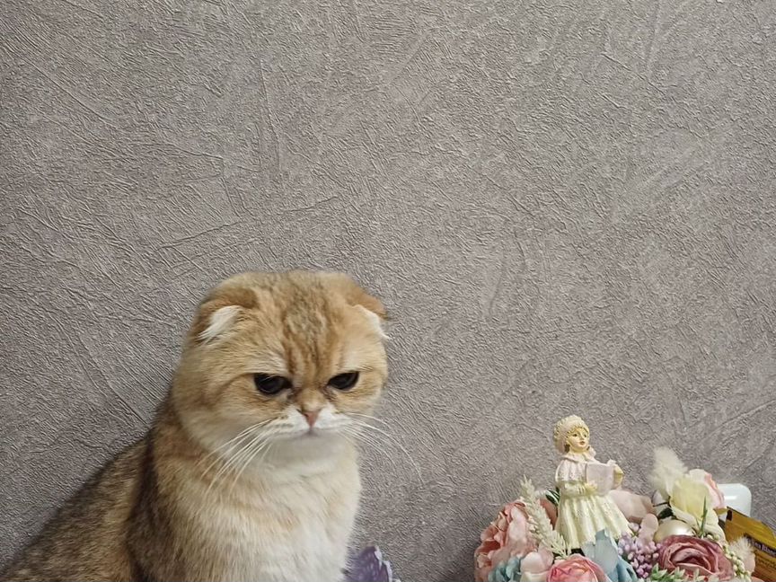 Шотландская золотая шиншилла