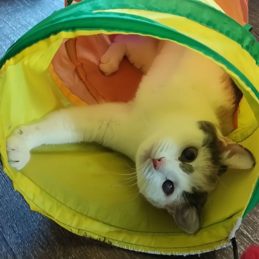 Котёнок в добрые руки