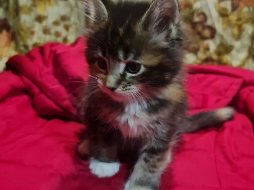 Мэйн кун черепаха черно-красная с белым. f25 09