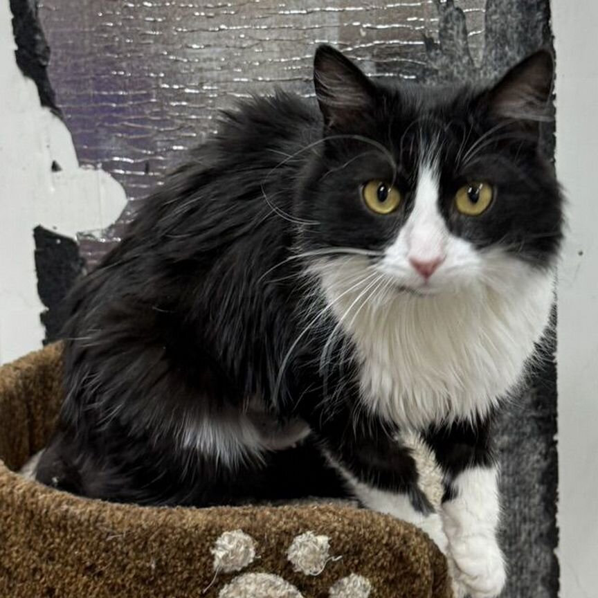 Котенок 6 мес
