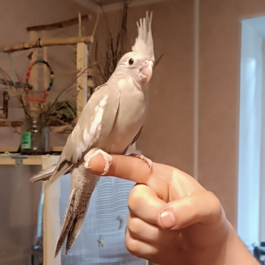 Попугай корелла девочка