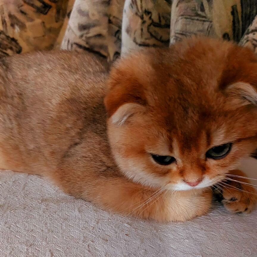 Бомбический золотой котёнок