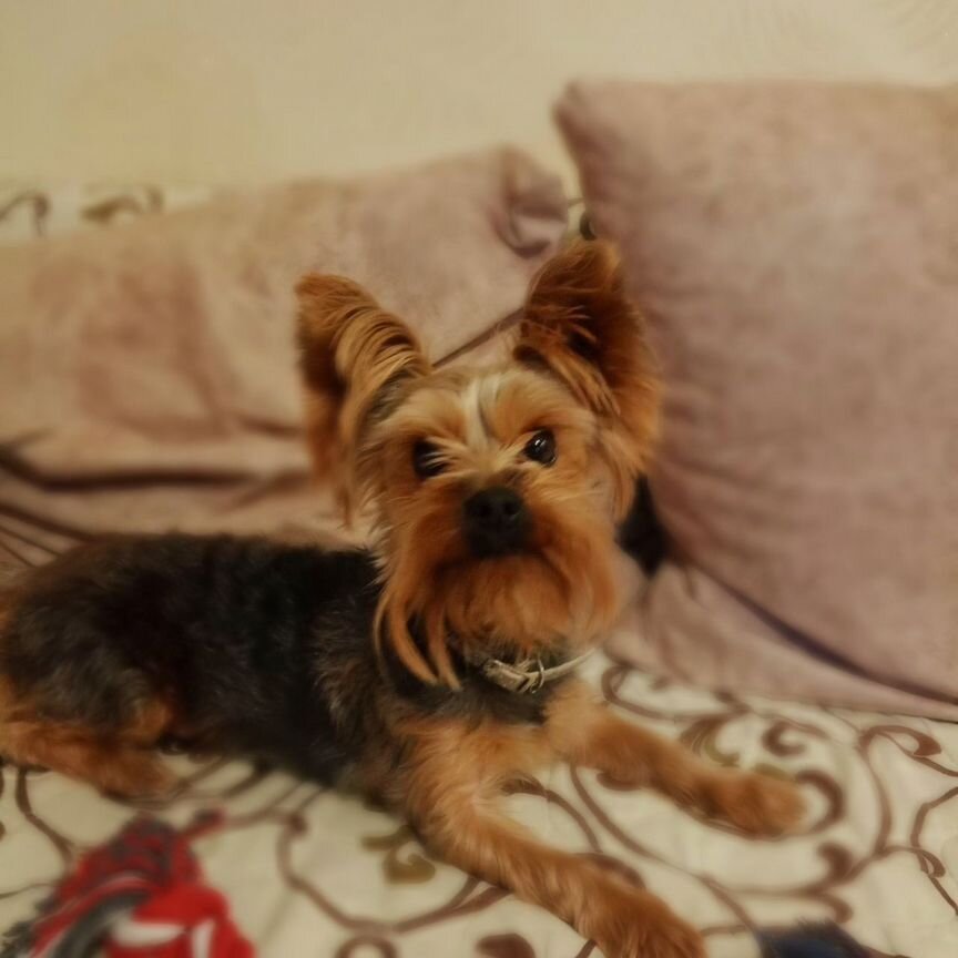 Йоркширский терьер