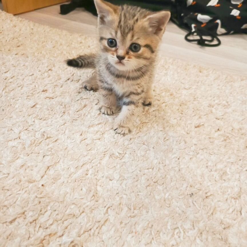 Британские вислоухие котята
