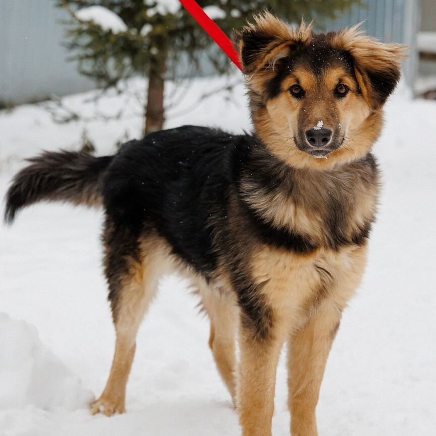 Отдам в добрые руки щенка подростка. Привезу до ме