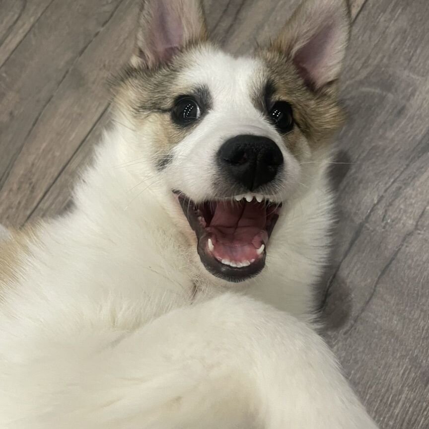 Собака в добрые руки