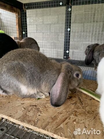 Кролики молодняк