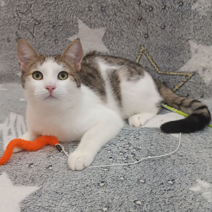 Котенок мальчик 6 месяцев