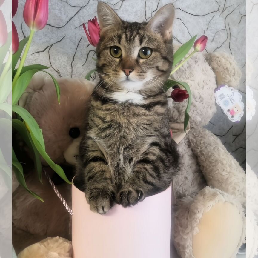 Котёнок в добрые руки