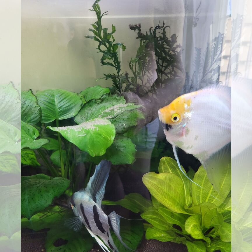 Скалярии взрослые