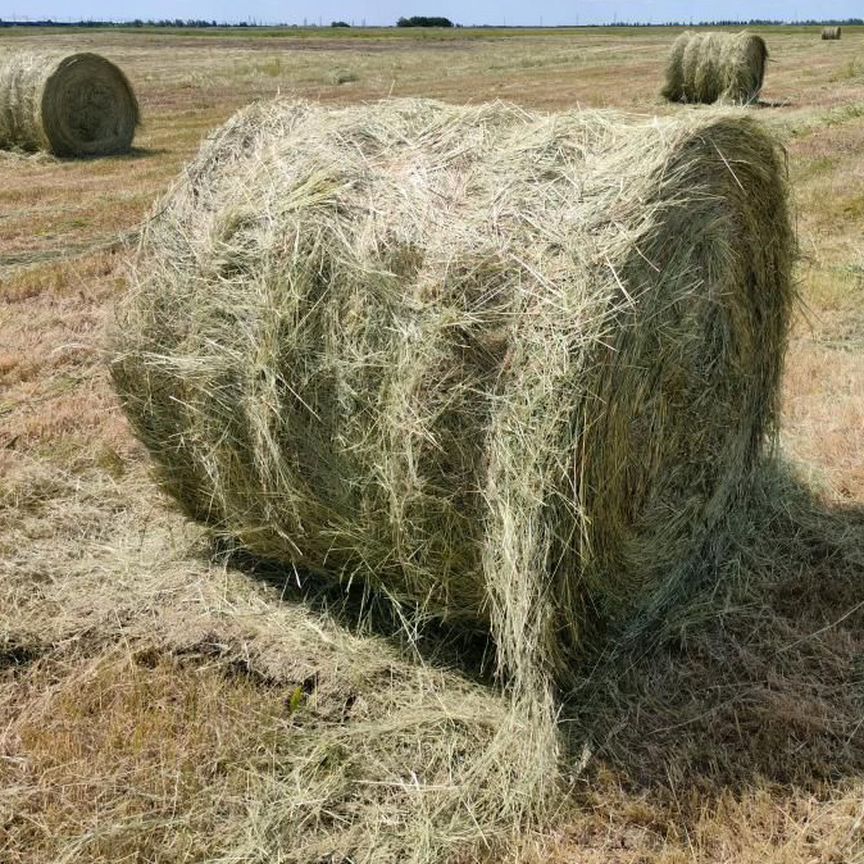 Сено в рулонах с доставкой