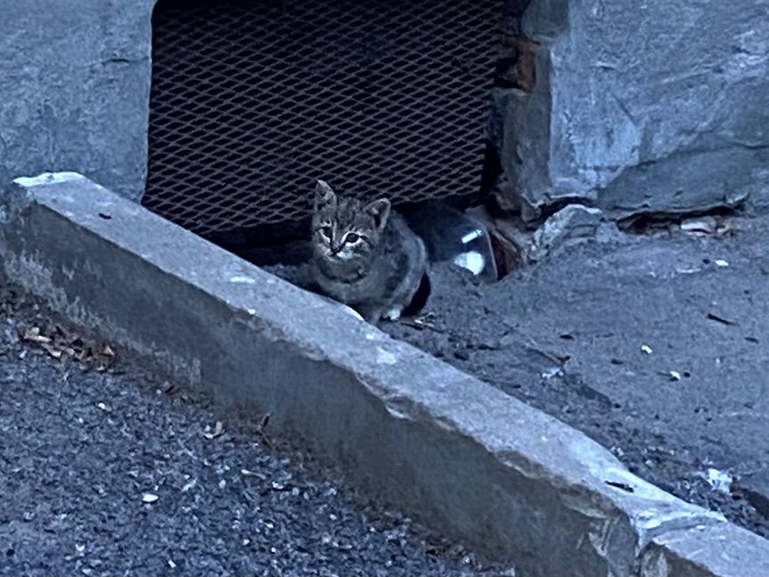 Котенок серый с рыжим