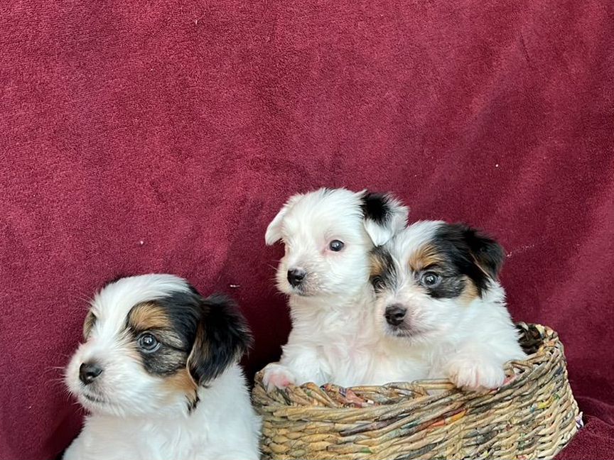 Щенки бивер йорка