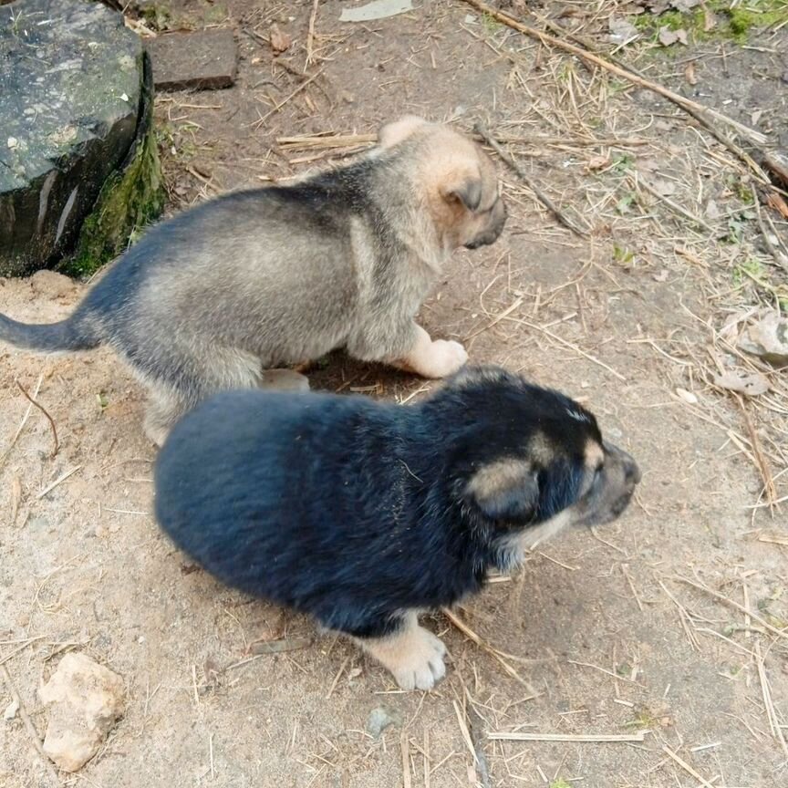 Щенки от немецкой овчарки