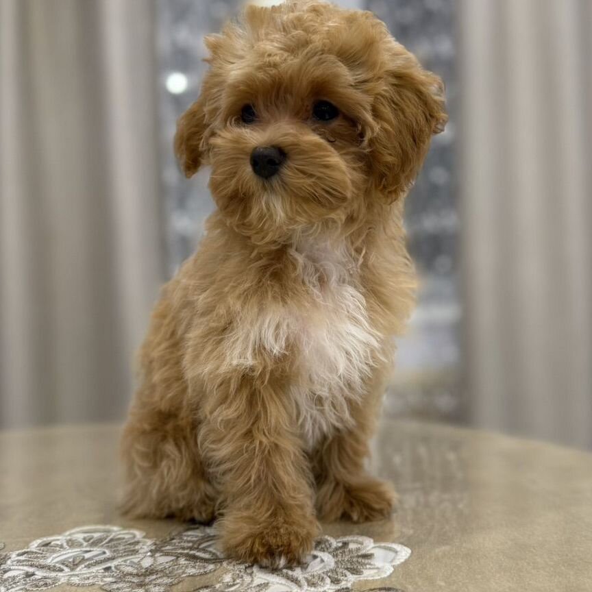 Мальтипу, щенок