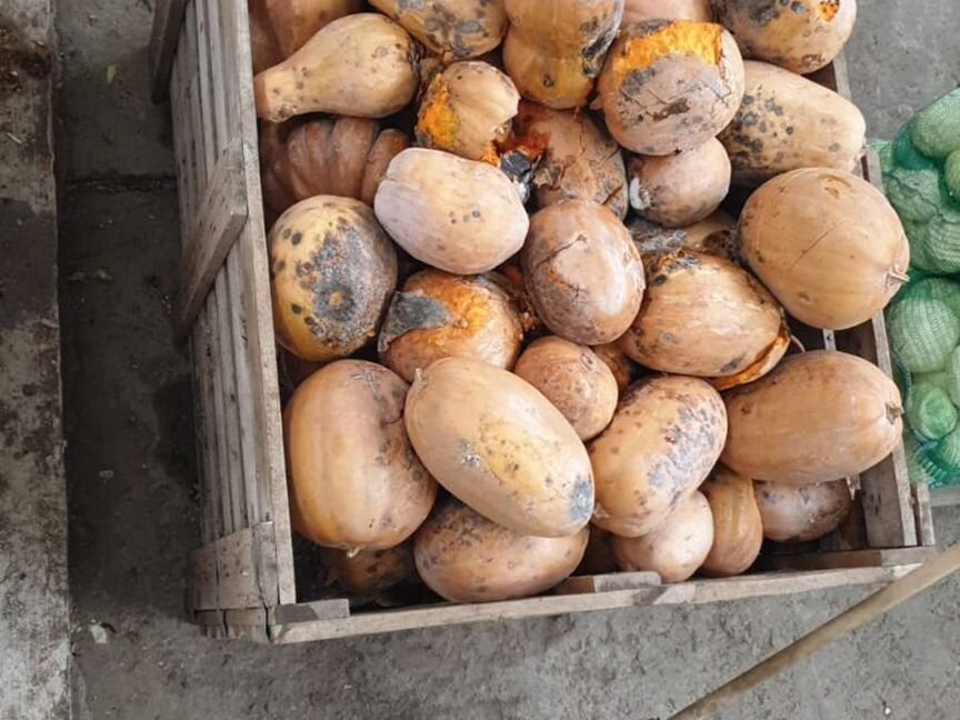 Продам отходы тыквы для животных