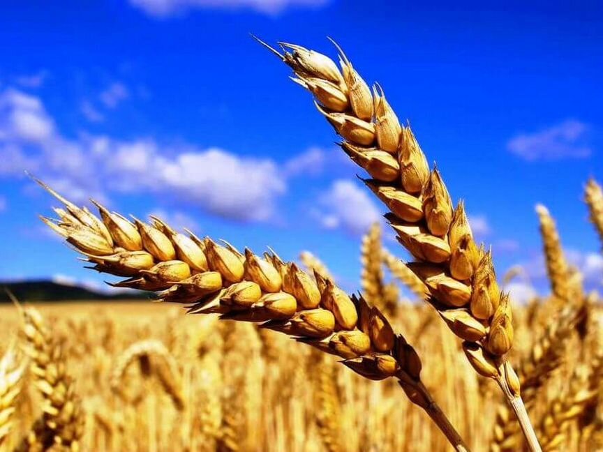 Зерно: пшеница, ячмень, комбикорм, дробленка