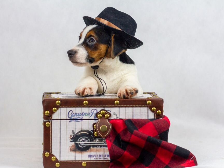 Джек Рассел терьер мальчик Брутальный мэн