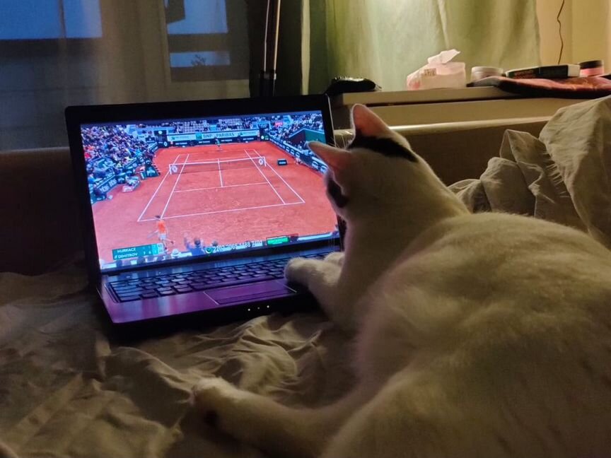 Катюша кошка