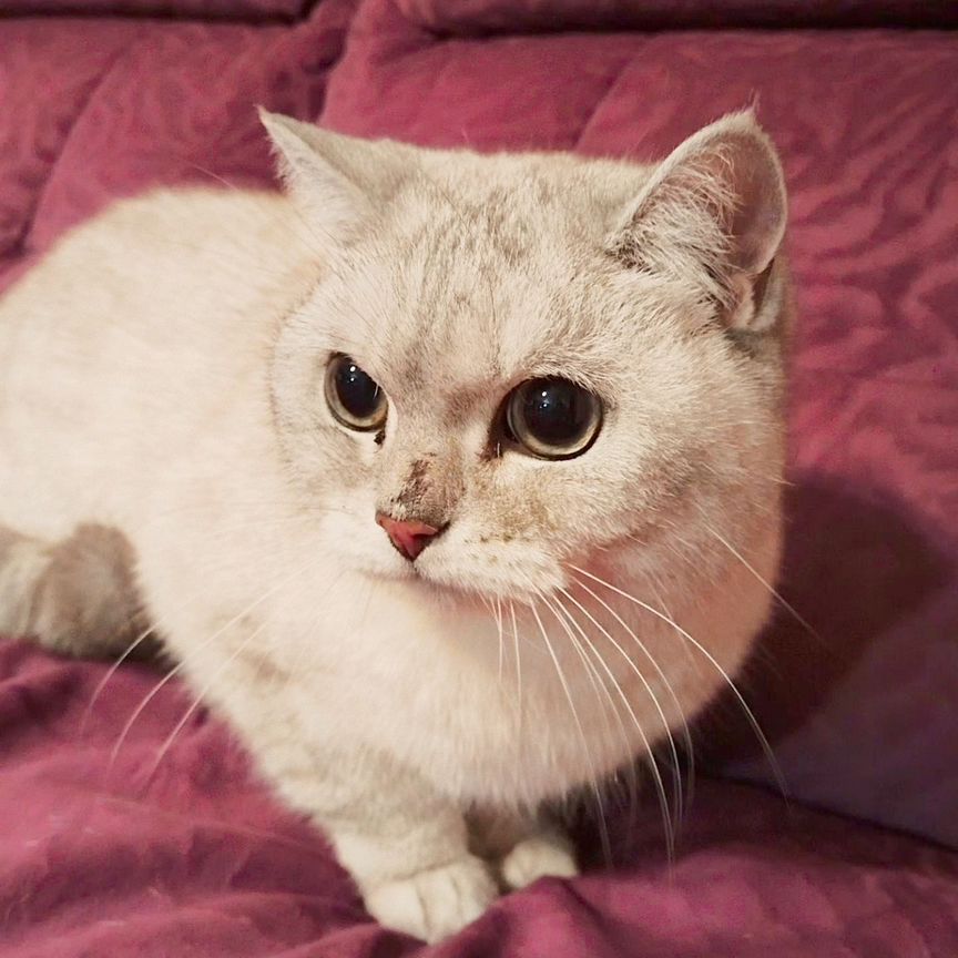 Ждет хозяина