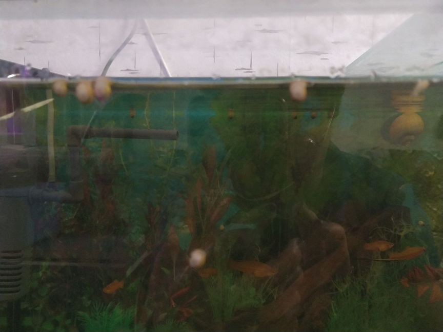 Улитки аквариумные ампулярии