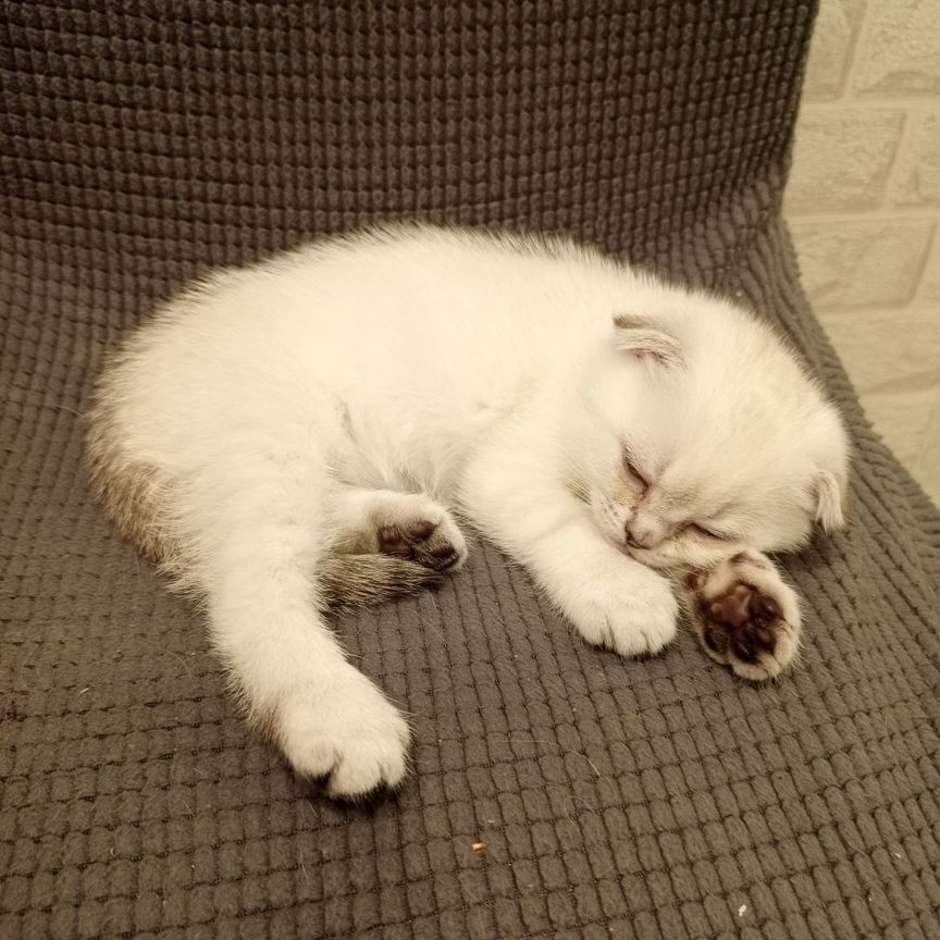 Шотландский вислоухий котенок(девочка)