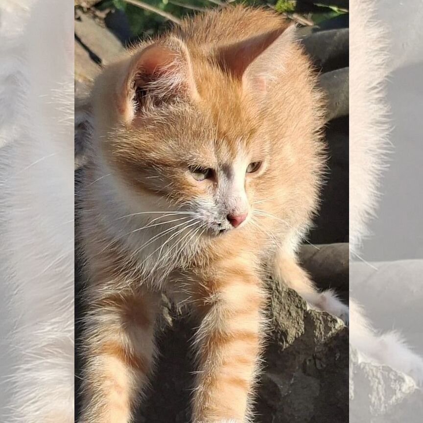 Котёнок в добрые руки