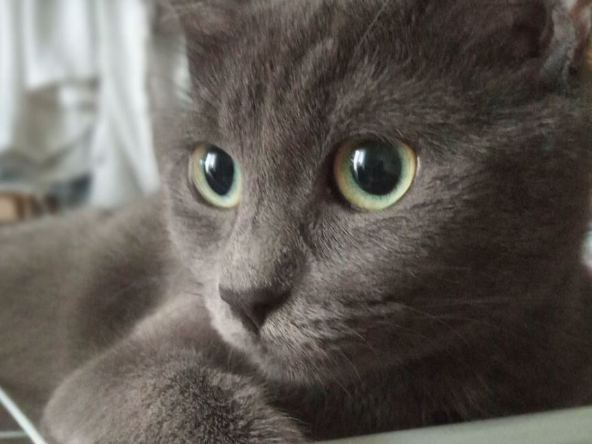 Русская голубая - котята