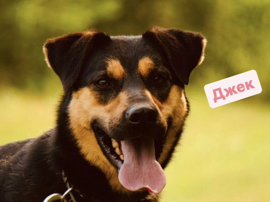 Красавчик Джек ищет семью