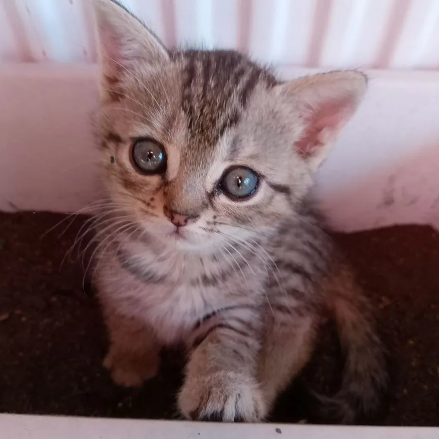 Кошечки в добрые руки