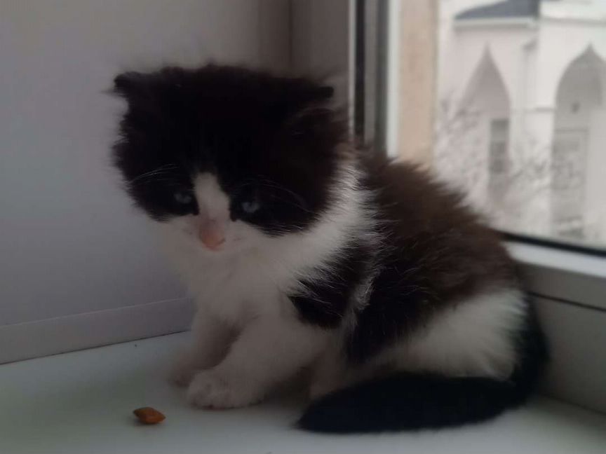 Котята в добрые руки мальчики и девочки