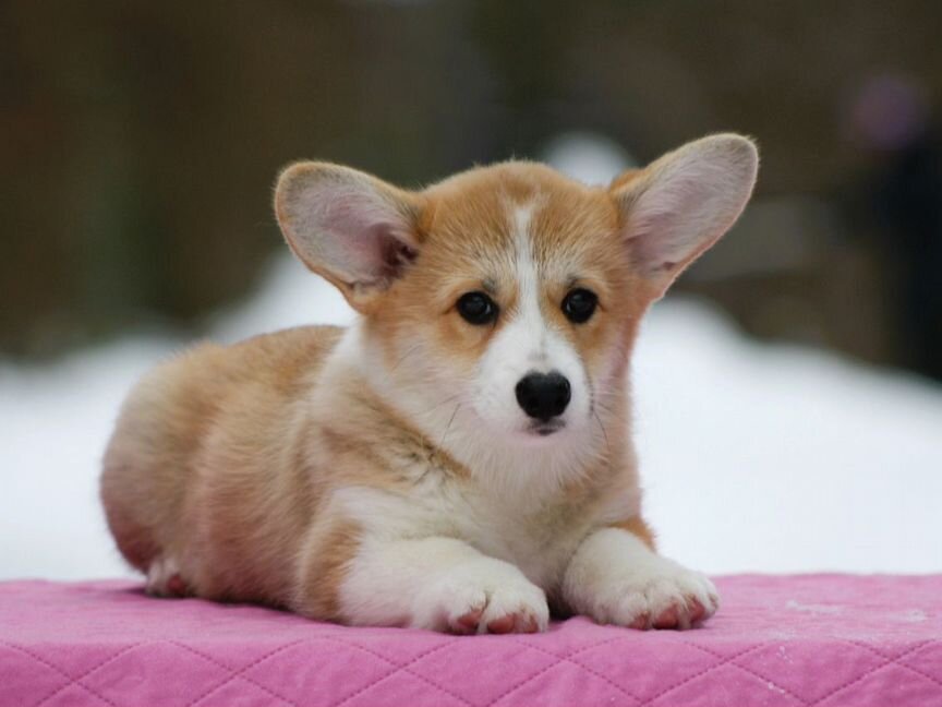 Вельш-корги