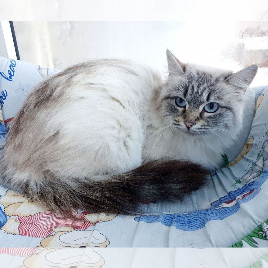 Кошка из сада, невская маскарадная