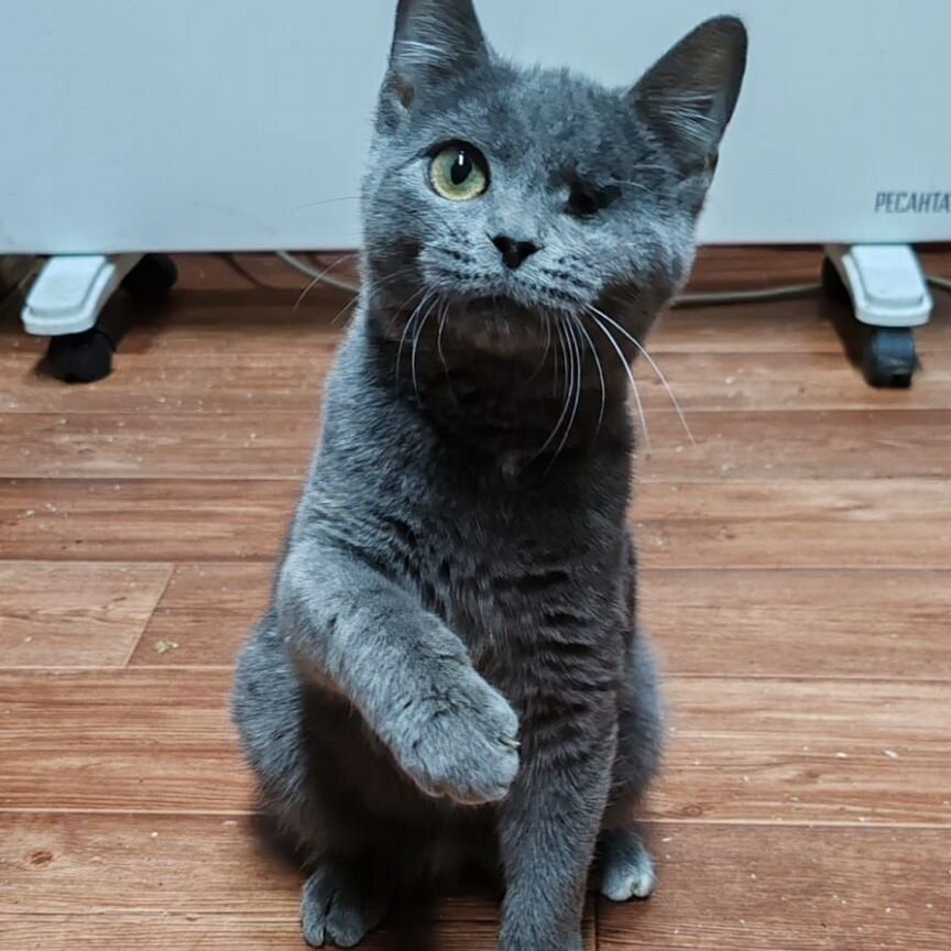 Одноглазый котенок