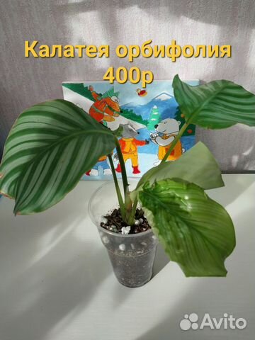 Калатея орбифолия купить в Тюмени | Товары для дома и дачи | Авито