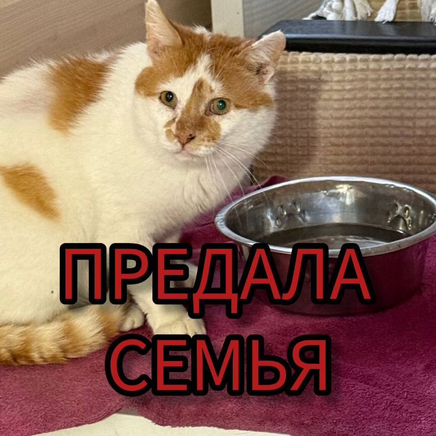 Взрослый кот в добрые руки