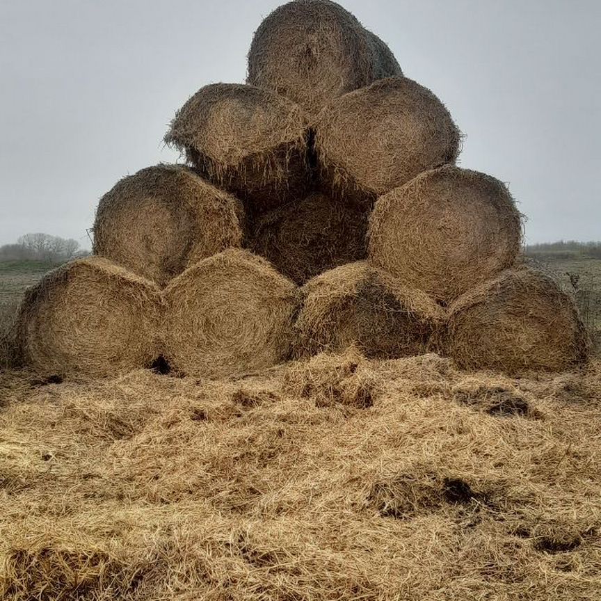 Солома гороховая в рулонах