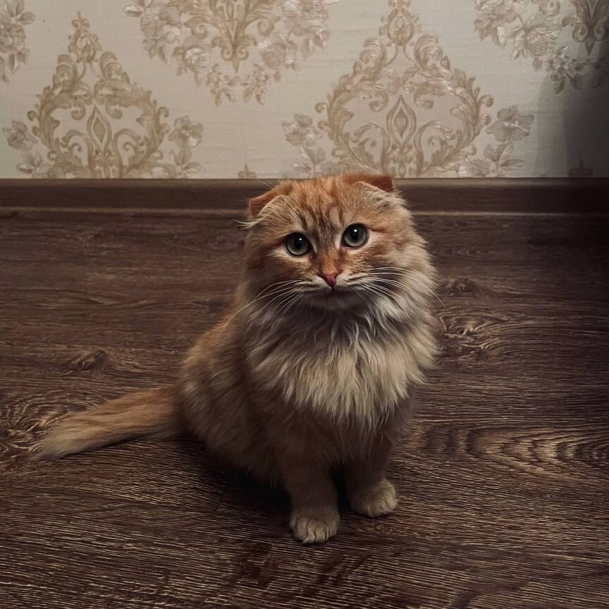 Шотландская вислоухая