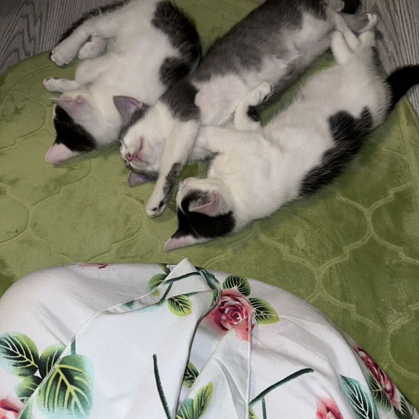 Котята в добрые руки