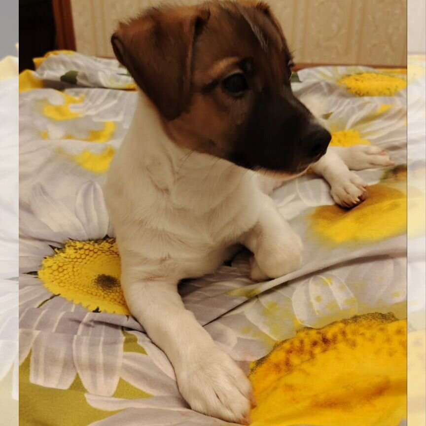 Джек-рассел-терьер, щенок