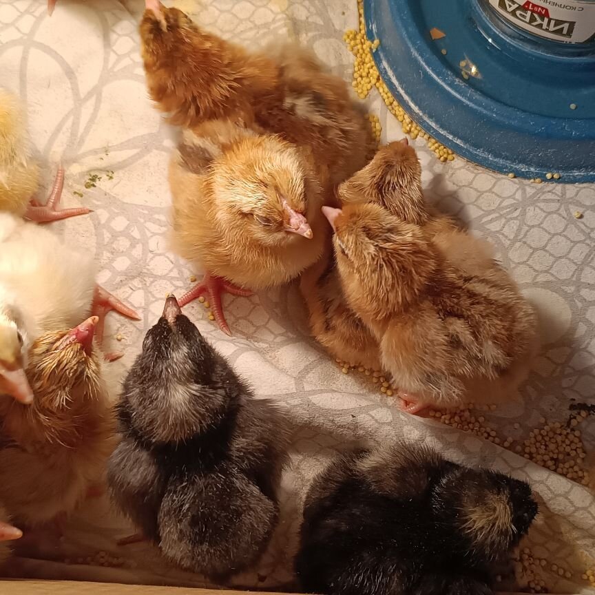 Цыплята суточные