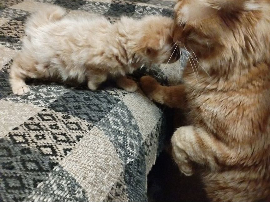 Продам котёнка Курильский бобтейл