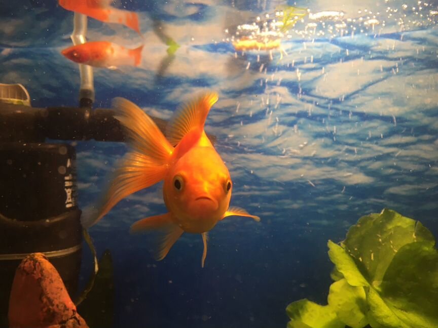 Золотая рыбка