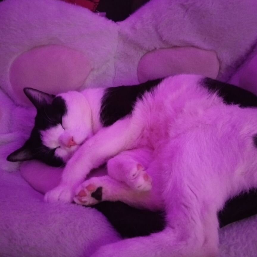 Котик 1 год и 1 месяц