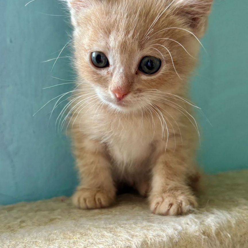 Рыженький котенок мальчик 1,5 мес в добрые руки