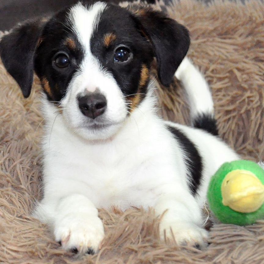 Джек-рассел-терьер, щенок