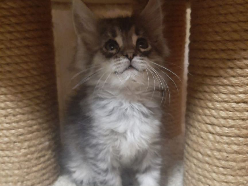 Котята мейн-кун